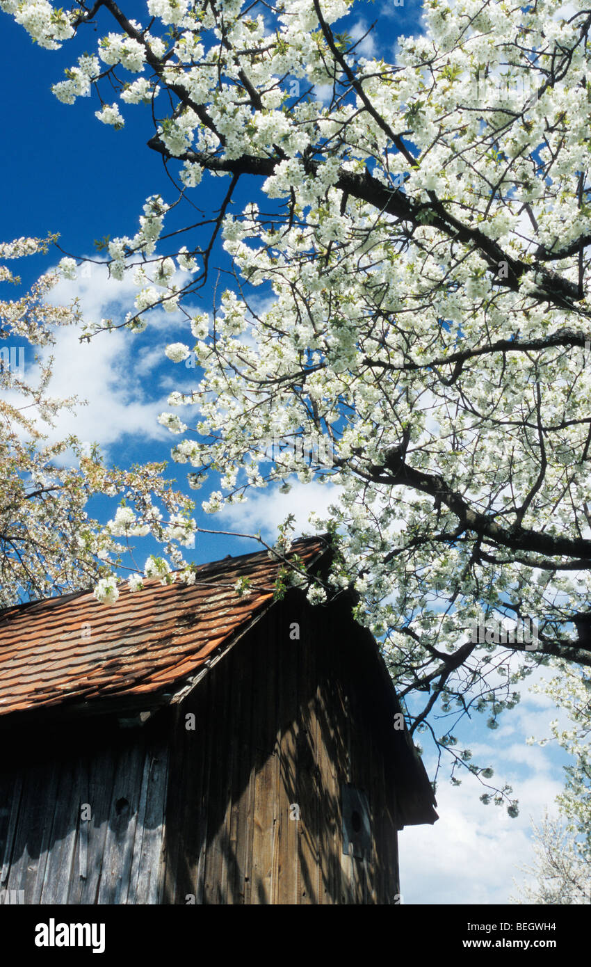 Cherry tree and wooden barn Germany Stock Photo - Alamy