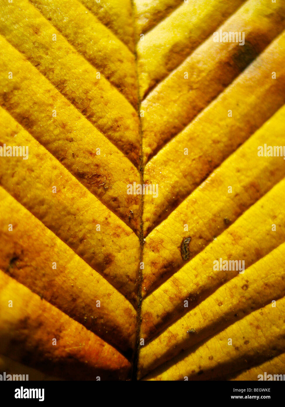Leaf angles hi-res stock photography and images - Alamy