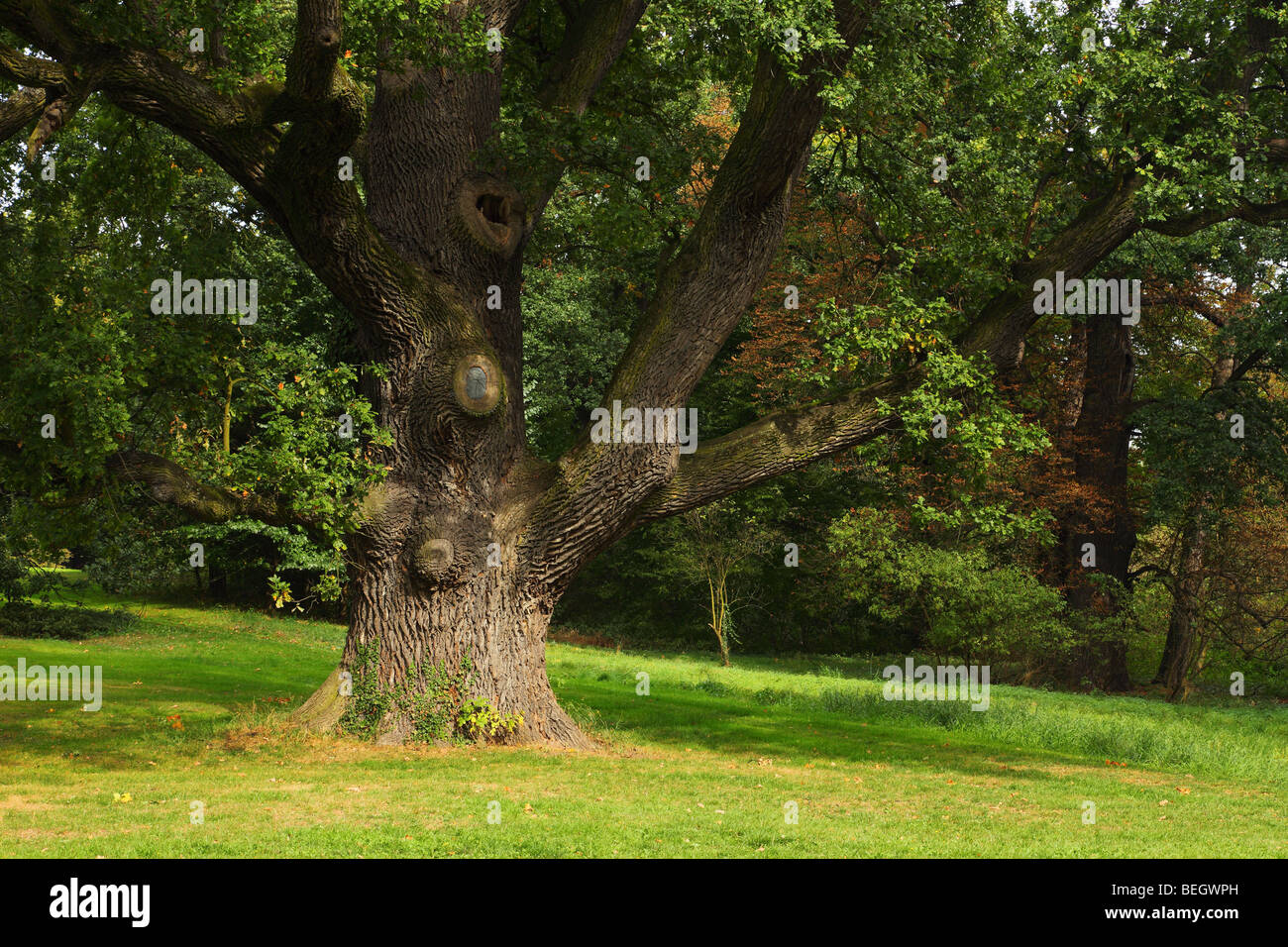 Very old oak tree in autumn Quercus robur Stock Photo - Alamy