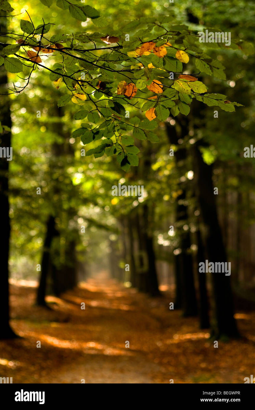Nature of netherlands hi-res stock photography and images - Alamy