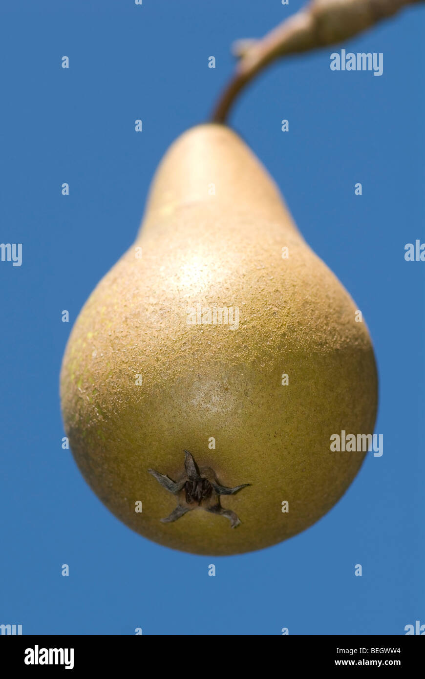 Pear photograph hi-res stock photography and images - Alamy