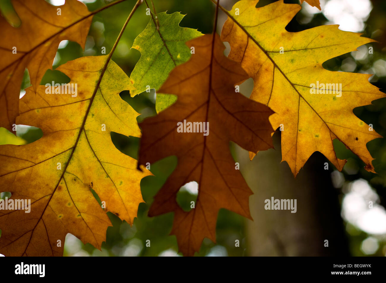 Autumn leaves changing color Stock Photo - Alamy