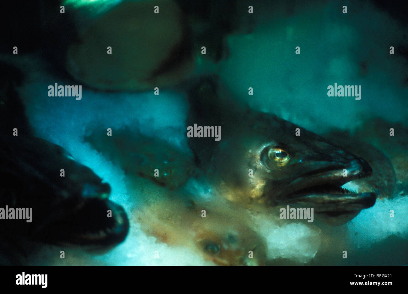 Fish eye window hi-res stock photography and images - Alamy
