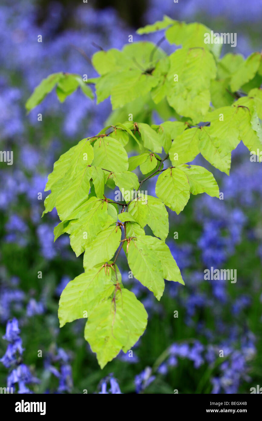 English beech woods hi-res stock photography and images - Alamy