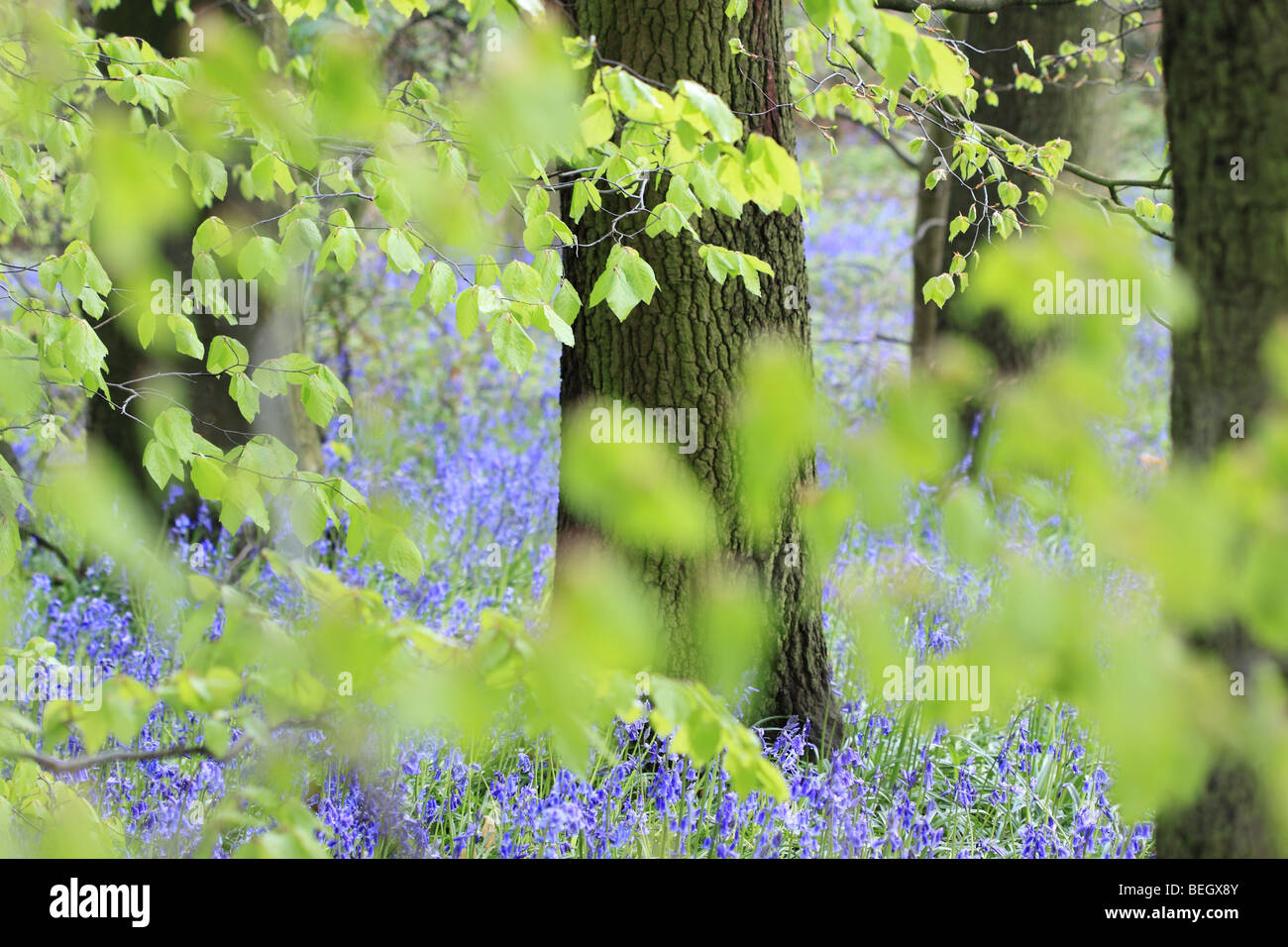 English beech woods hi-res stock photography and images - Alamy