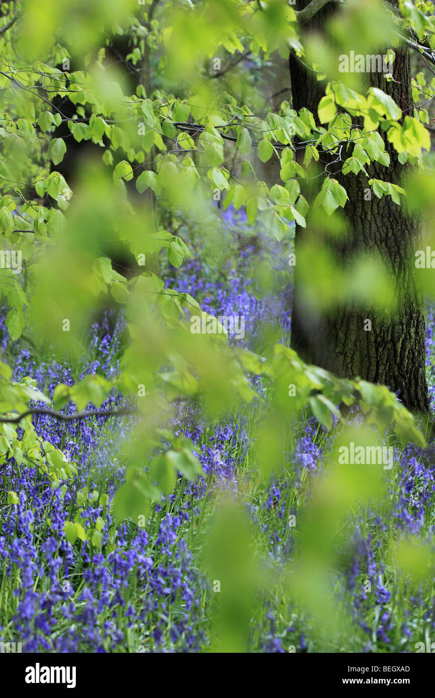 Bluebells in the spring hi-res stock photography and images - Alamy