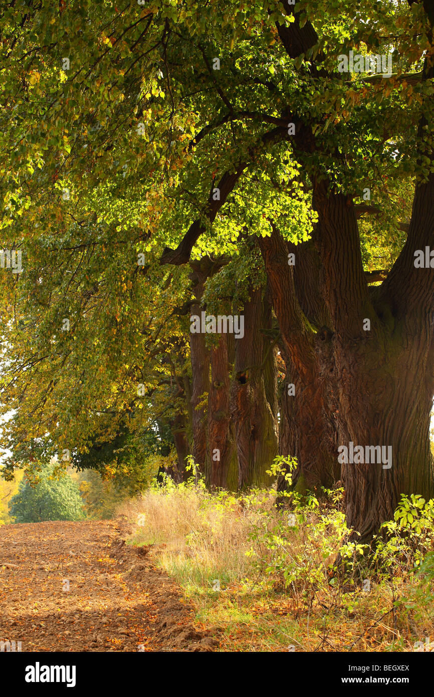 Very old lime trees in autumn.Tilia cordata Stock Photo - Alamy