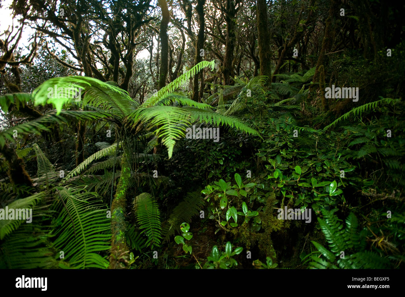 Bosque Enano, Cloud Forest in El Yunque National Rain Forest in Puerto ...