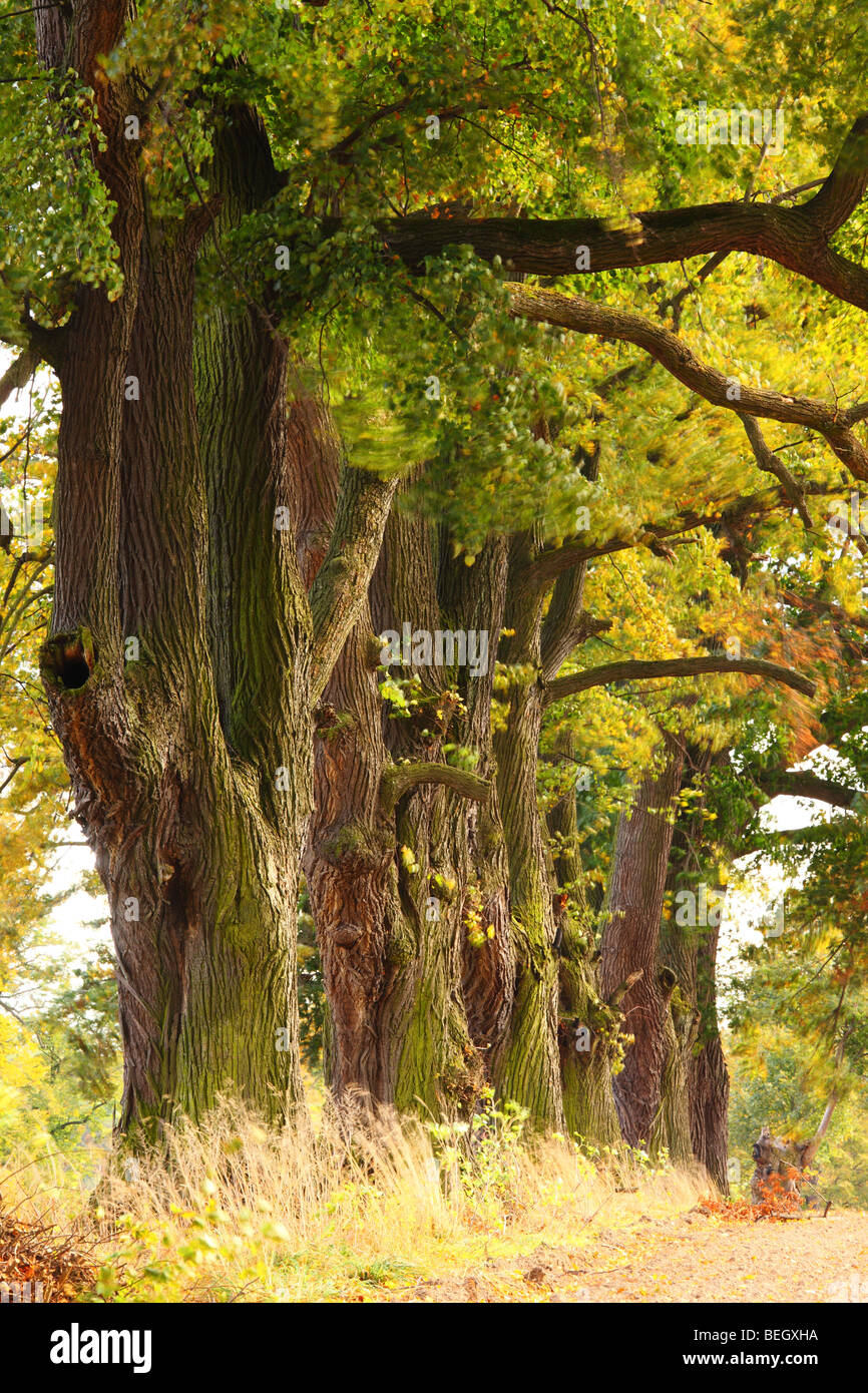 Very old lime trees in autumn.Tilia cordata Stock Photo - Alamy