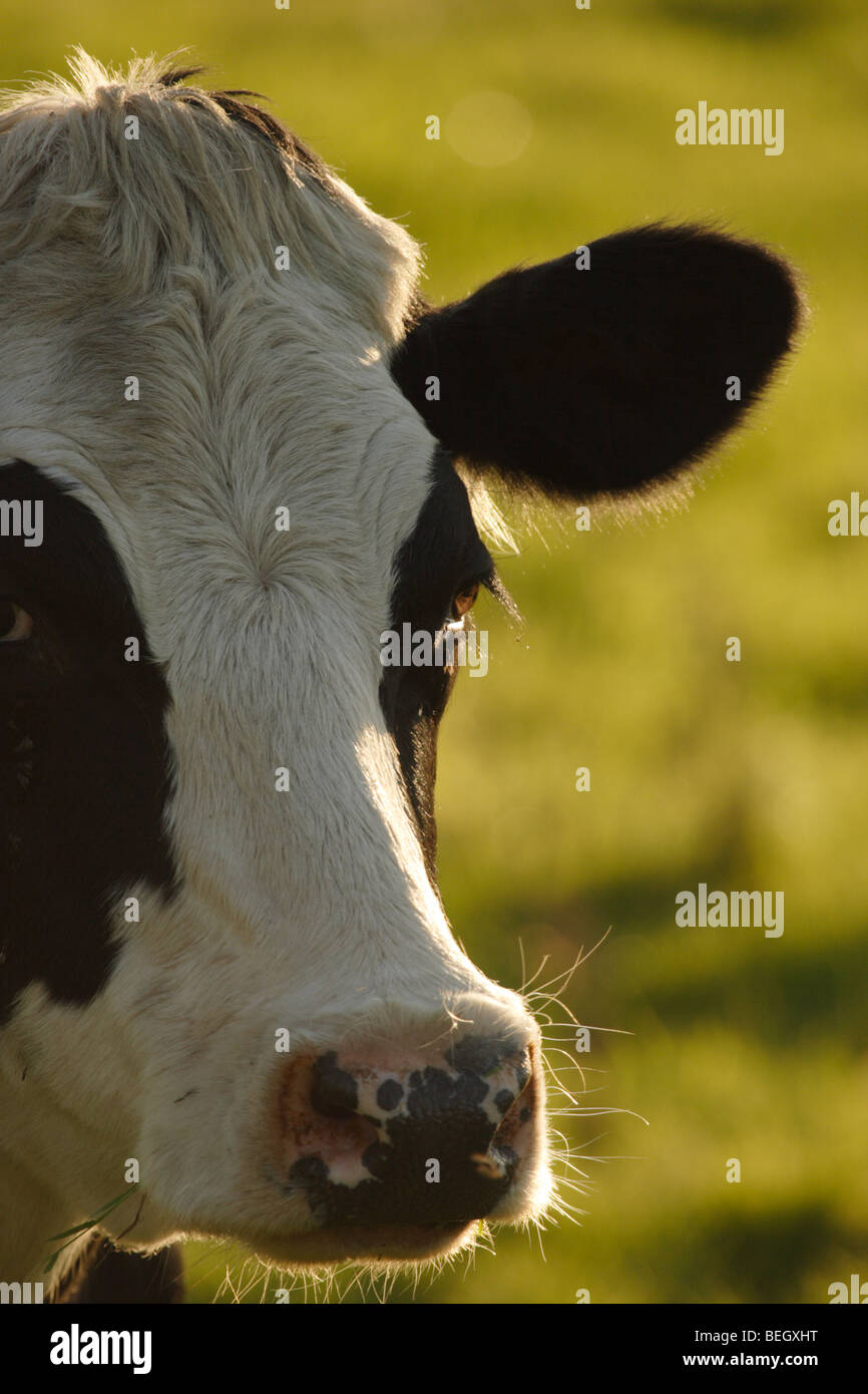 British Holstein Stock Photos & British Holstein Stock Images - Alamy
