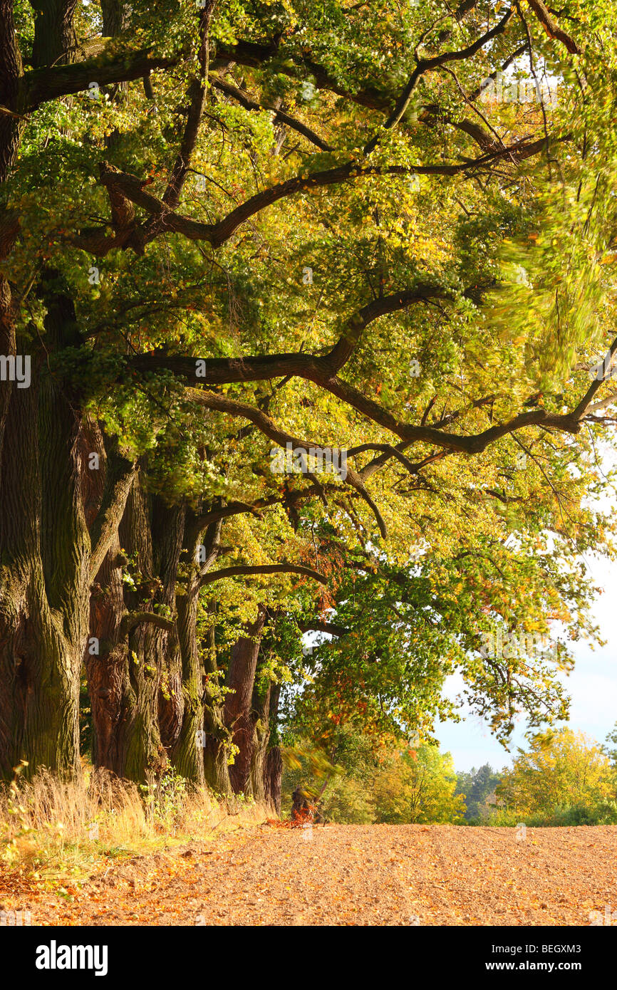Old lime trees in hi-res stock photography and images - Alamy