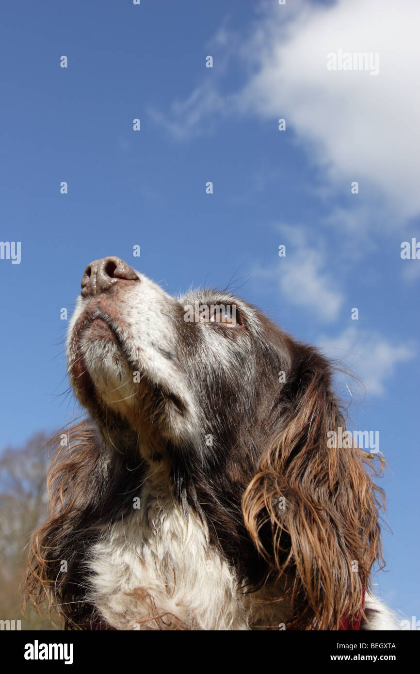 English springer spaniel hi-res stock photography and images - Alamy