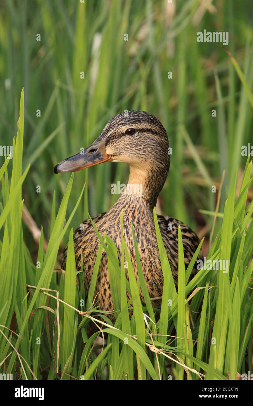 Female Mallard duck in reed bed, England, UK Stock Photo - Alamy
