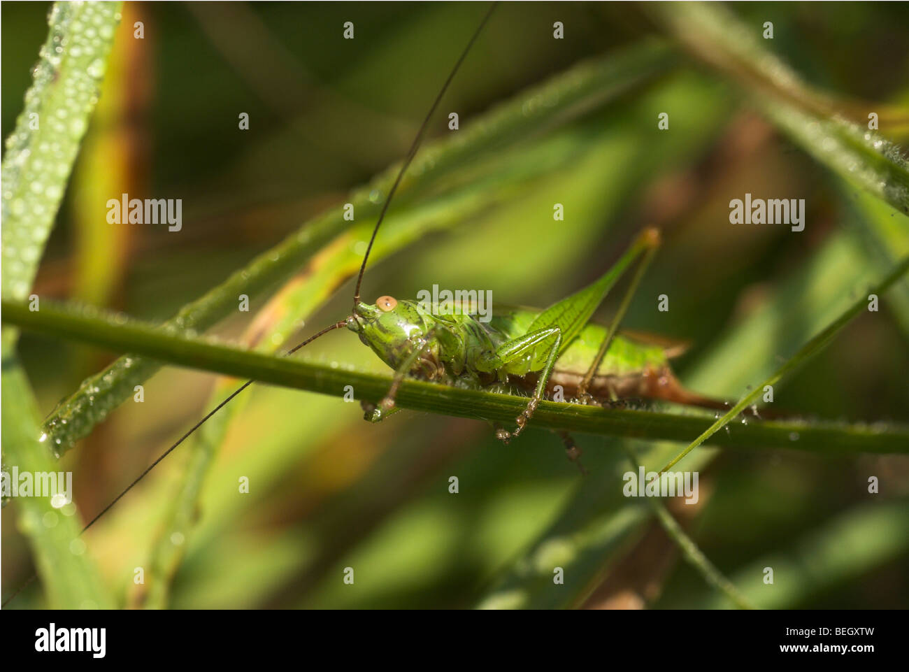 Long-Winged Cone Head (Conocephalus discolor) - bush cricket Stock ...