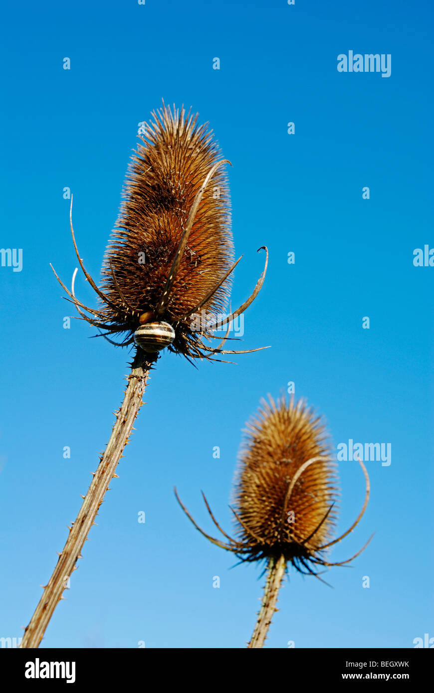 Dried teazel head hi-res stock photography and images - Alamy