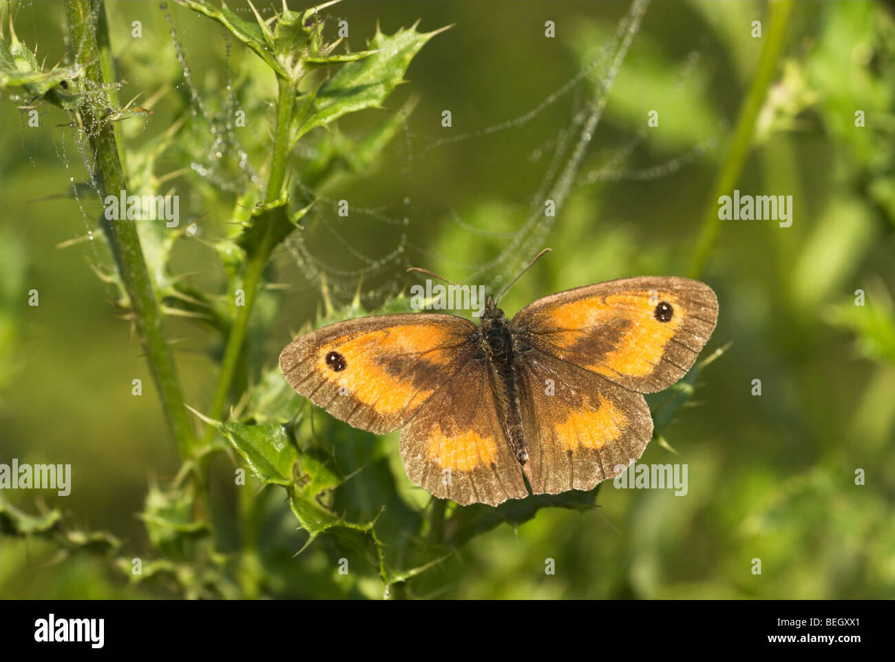 A male Gatekeeper (Pyronia tithonus) butterfly Stock Photo - Alamy
