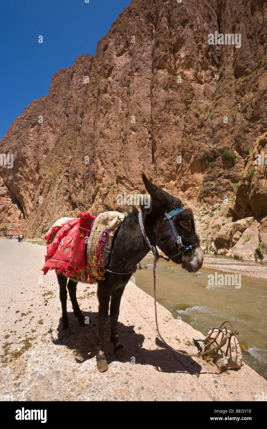 Todra gorge morocco hi-res stock photography and images - Alamy