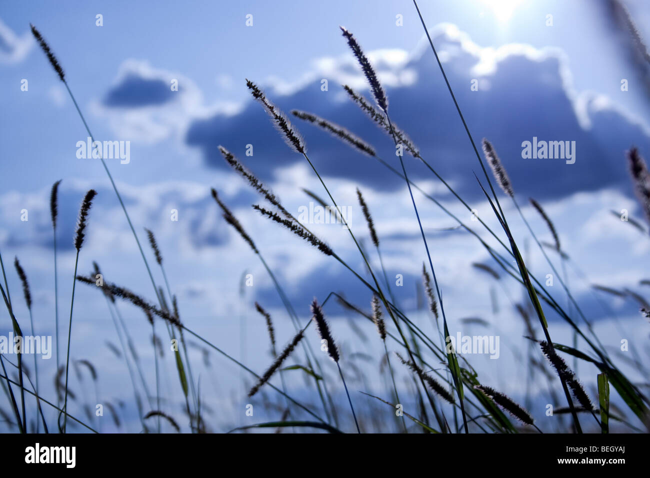 Weed grassland hi-res stock photography and images - Alamy
