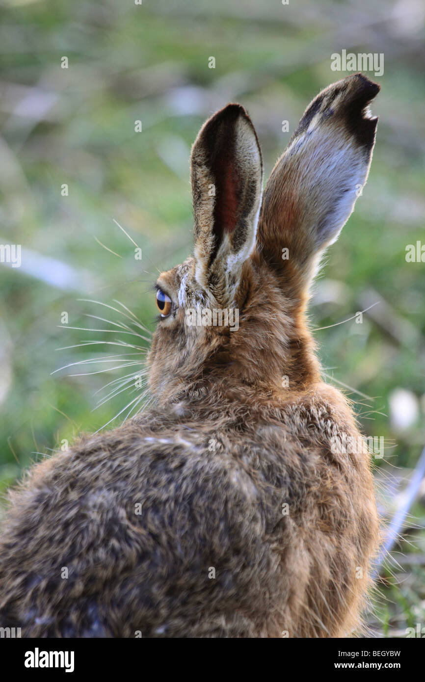 Native Brown Hare, England UK Stock Photo - Alamy