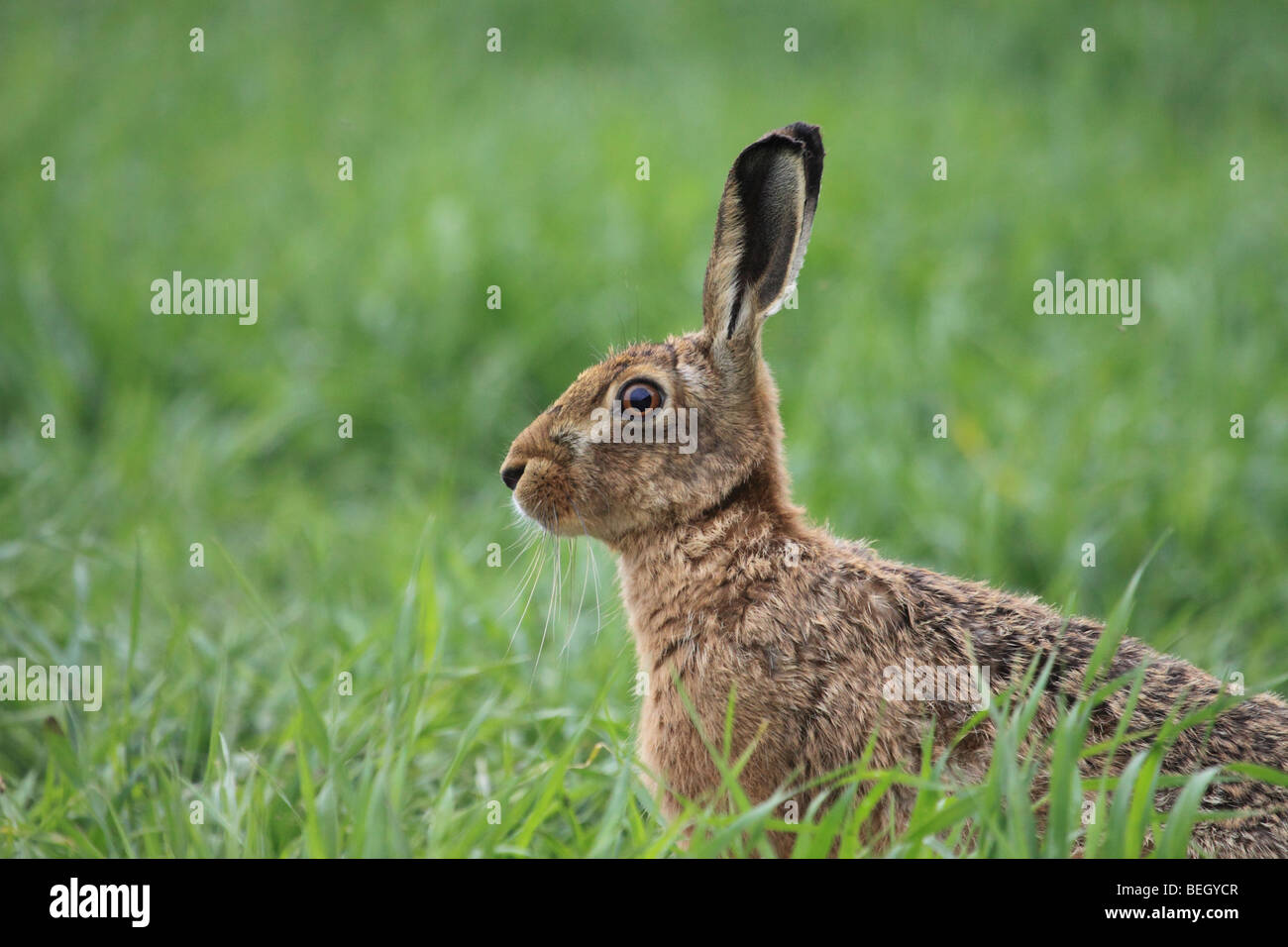 Native Brown Hare, England UK Stock Photo - Alamy