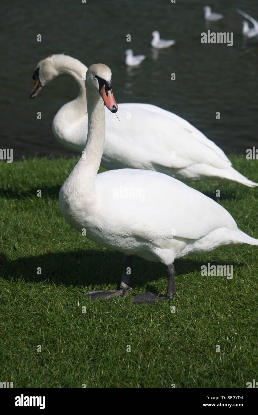 Swans bill hi-res stock photography and images - Alamy