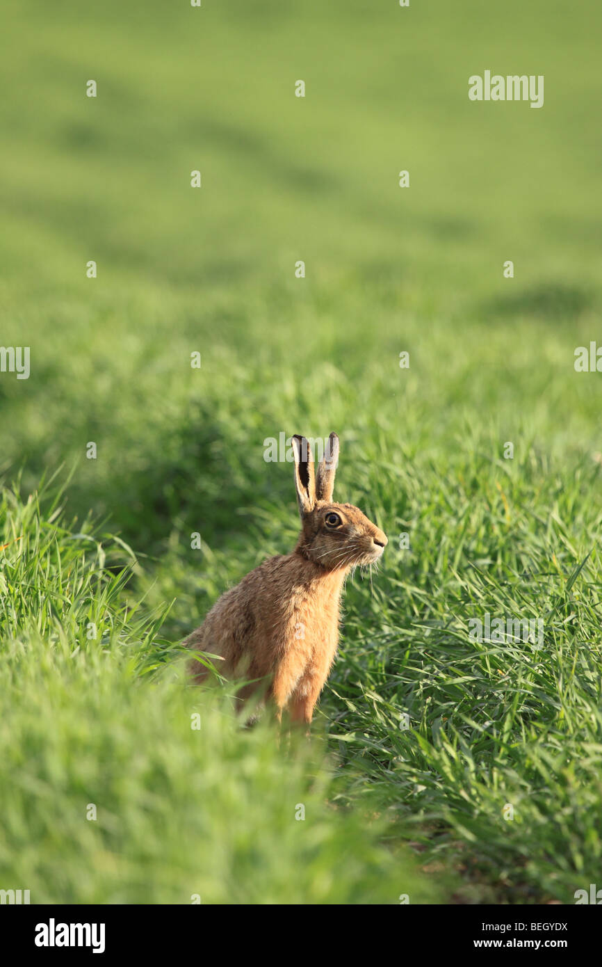Native Brown Hare, England UK Stock Photo - Alamy