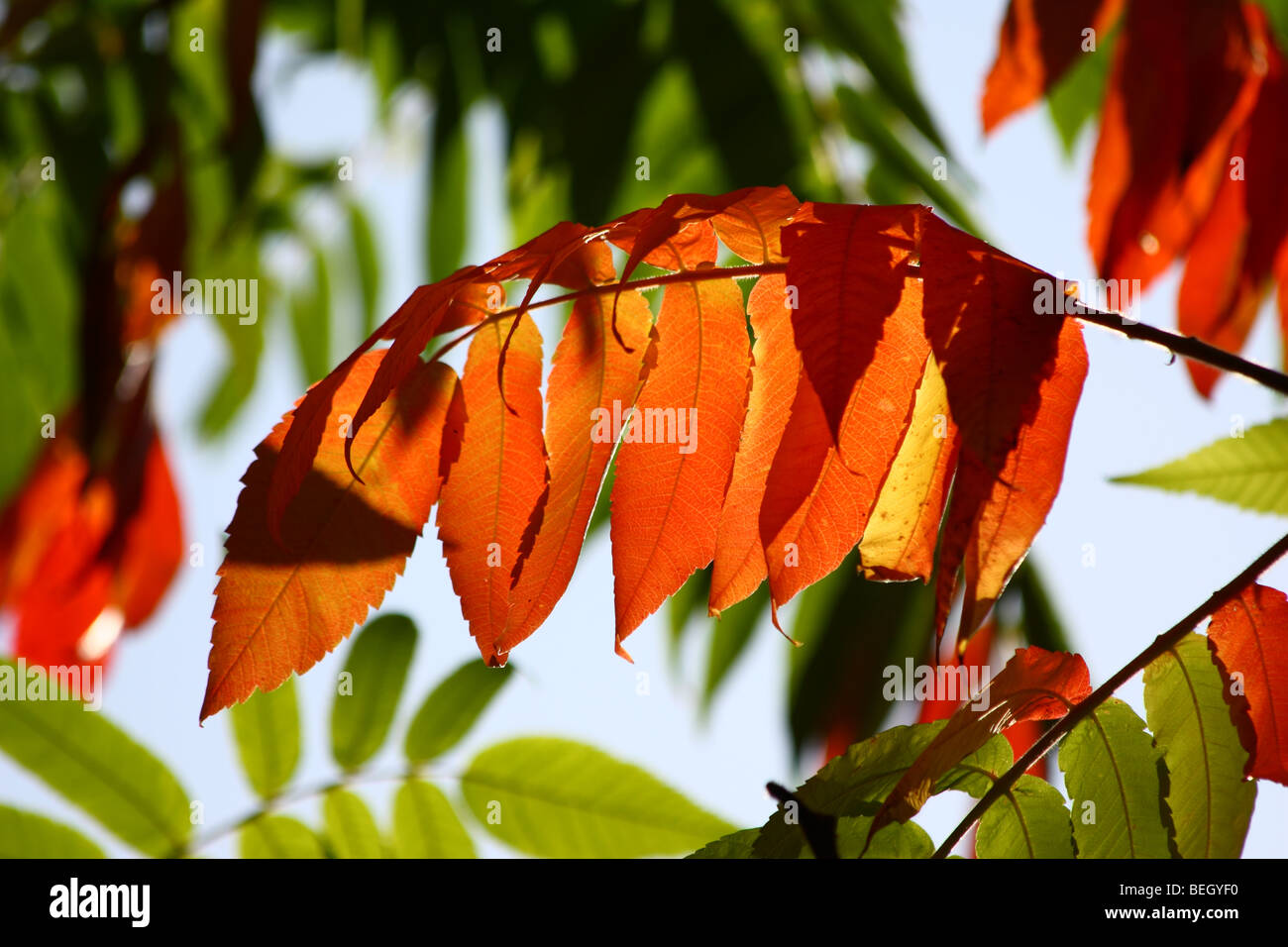 Sumac Leaf High Resolution Stock Photography and Images - Alamy