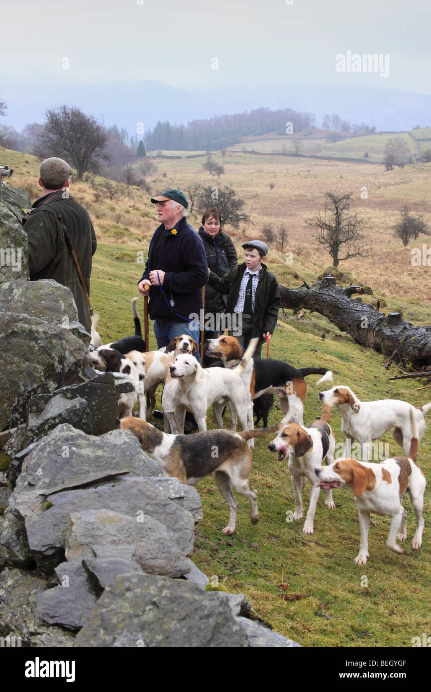 Hunting beagles hi-res stock photography and images - Alamy