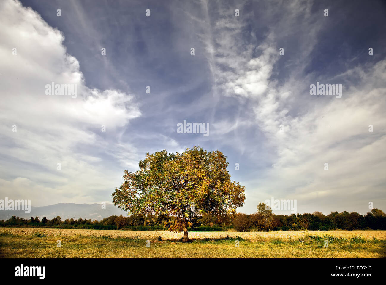 Lonely tree with blue sky Stock Photo - Alamy