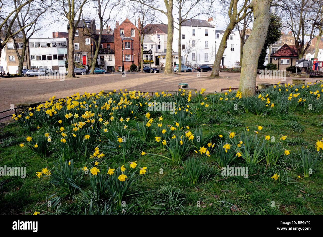 Daffodils Pond Square Highgate Village London England UK Stock Photo ...