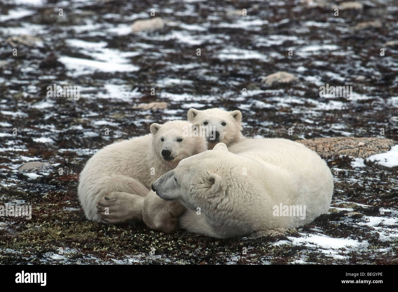 Polar bear (Ursus maritimus) mother and cubs snuggle on frozen tundra near Churchill, Manitoba ...