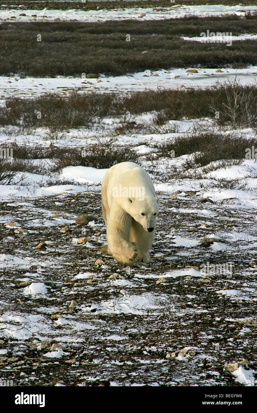 Polar bear in the tundra outside Churchill, Manitoba, during fall bear ...