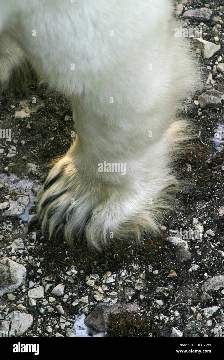 Closeup of leg and foot of a polar bear in the tundra outside Churchill ...