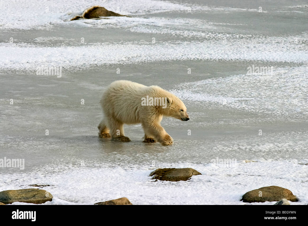 Polar bear in the tundra outside Churchill, Manitoba, during fall bear ...