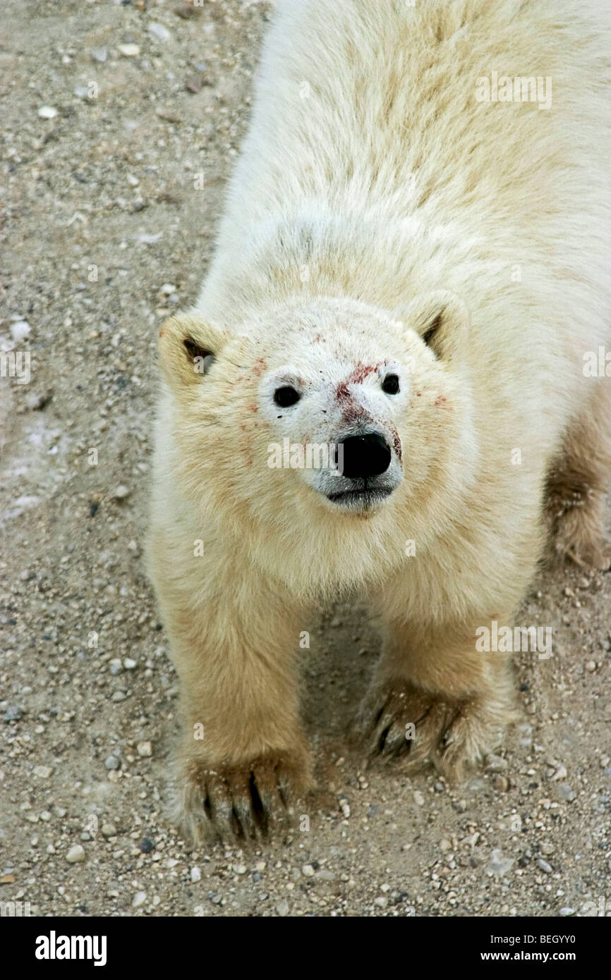 Polar bear in the tundra outside Churchill, Manitoba, during fall bear ...