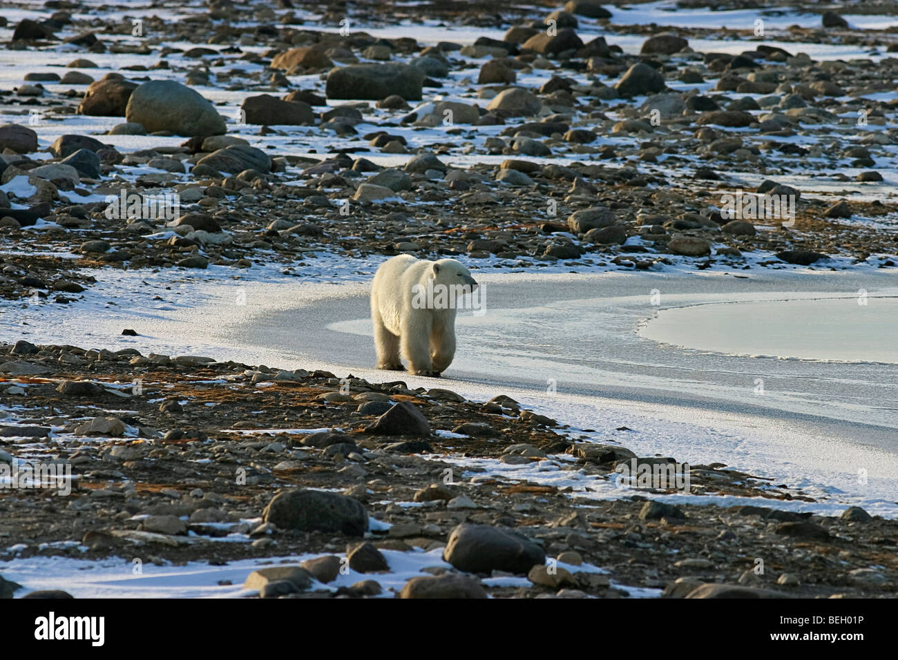 Polar bears migration manitoba hi-res stock photography and images - Alamy