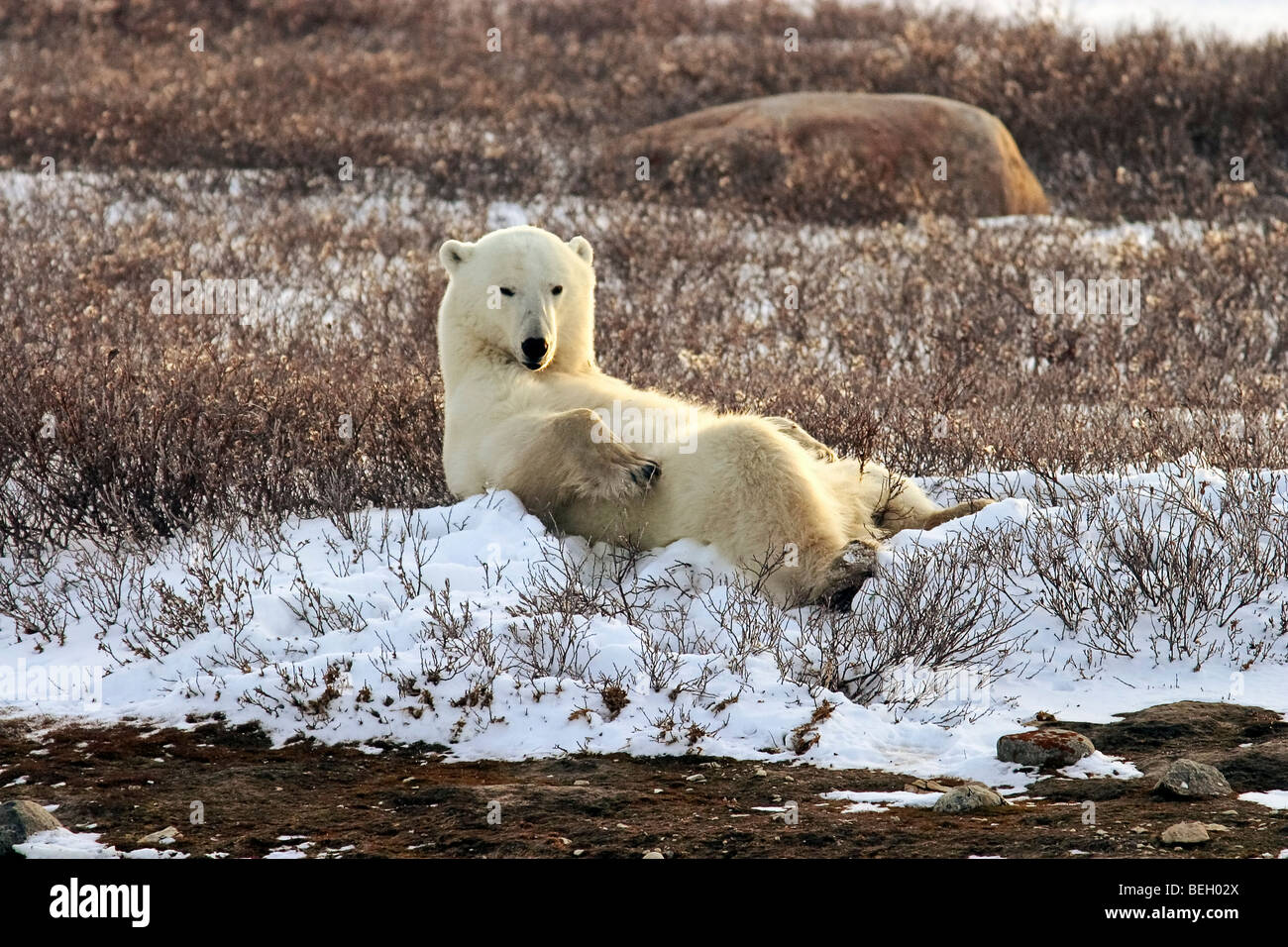 Arctic Tundra Polar Bears