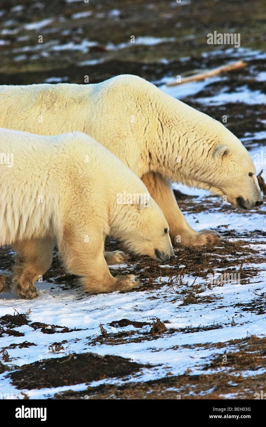 Polar bears walk across the tundra outside Churchill, Manitoba, during ...