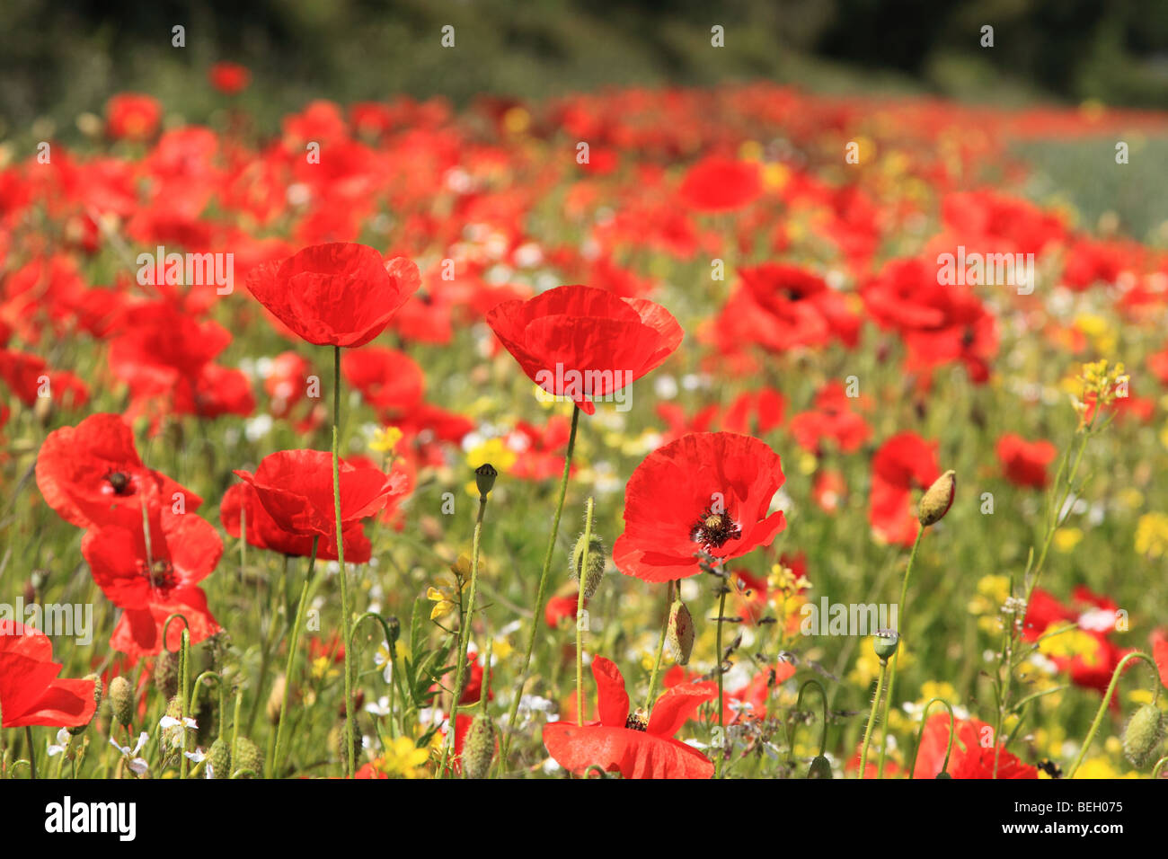 Poppy field england hi-res stock photography and images - Alamy
