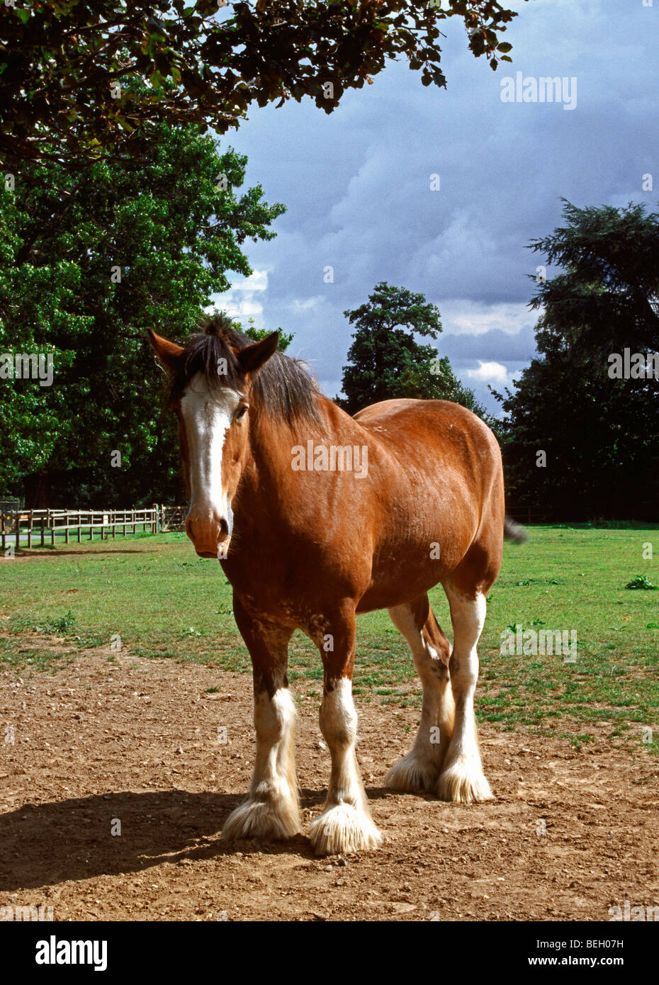 Brown shire horse hi-res stock photography and images - Alamy