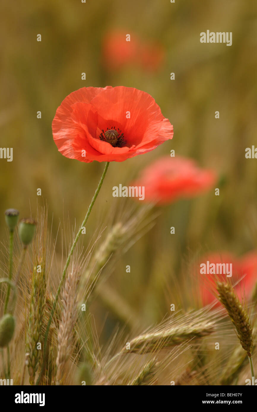 Uk native poppies hi-res stock photography and images - Alamy