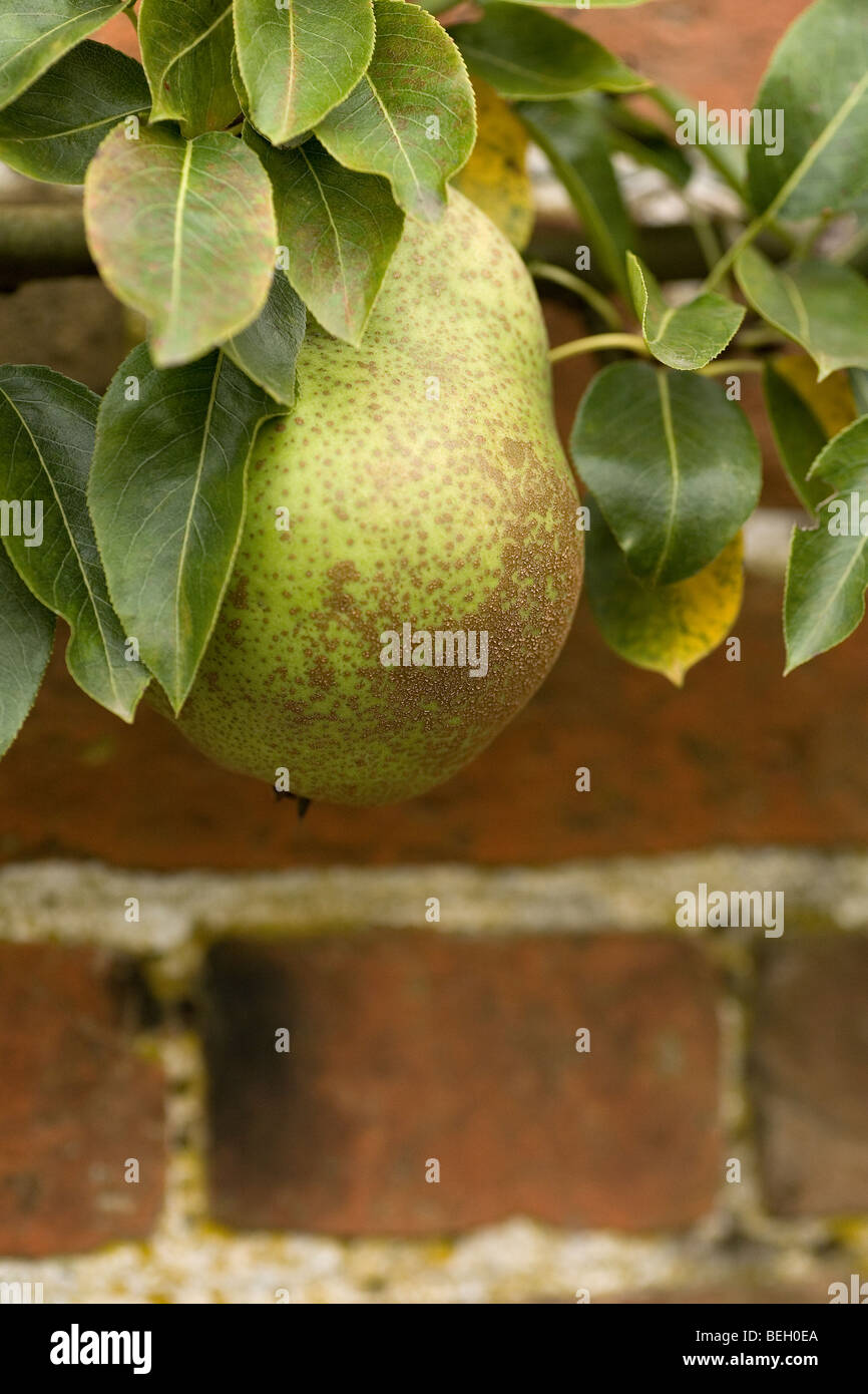 Large conference pear grown from an espalier technique on the tree ...