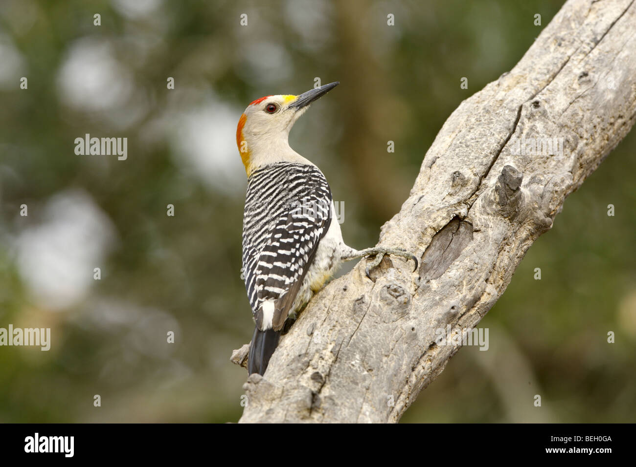 Golden woodpecker hi-res stock photography and images - Alamy