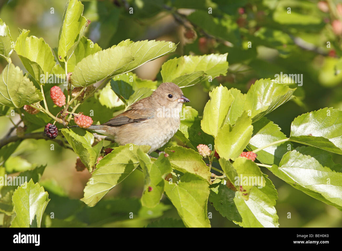 Female indigo bunting hi-res stock photography and images - Alamy