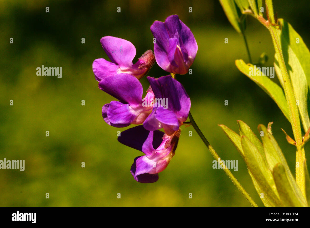 Lathyrus pratensis hi-res stock photography and images - Alamy