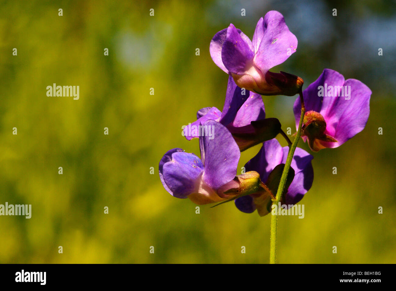 Lathyrus pratensis hi-res stock photography and images - Alamy