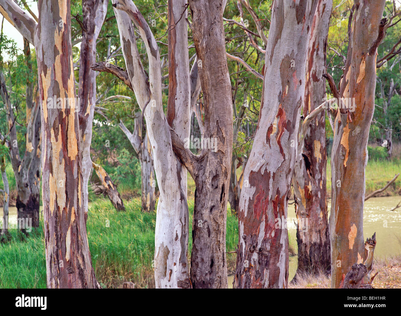 Murray river gum hi-res stock photography and images - Alamy