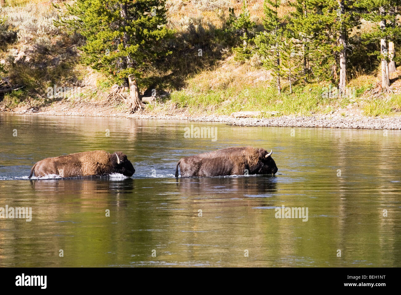 Yellowstone river bison hi-res stock photography and images - Alamy