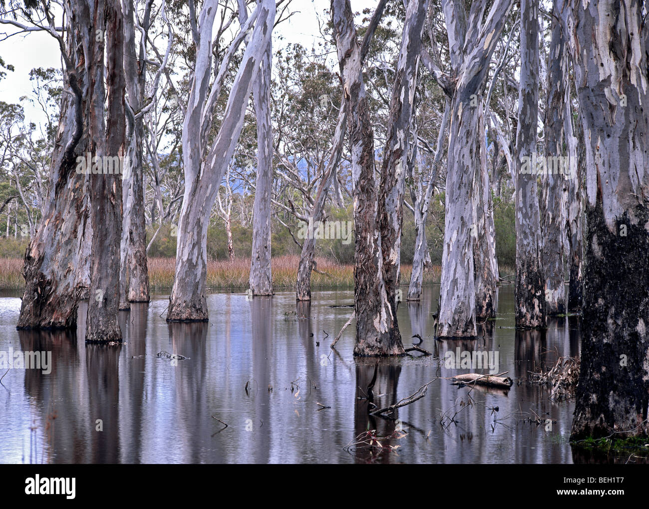 River red gums growing in swamp, Australia Stock Photo - Alamy