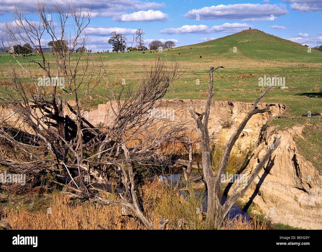 Riverbank exposed tree roots soil hi-res stock photography and images ...